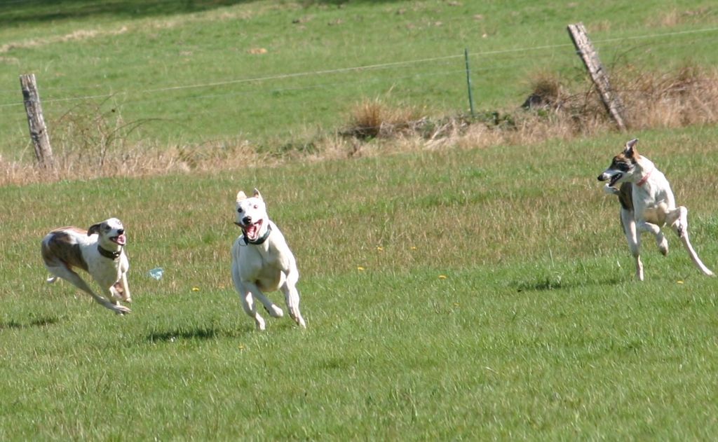 Accueil - Elevage de l'Etoile du Centaure - eleveur de chiens Lévrier ...